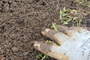 A Quick Guide to Testing the Nutrients in Your Garden Soil - GardenSculpt